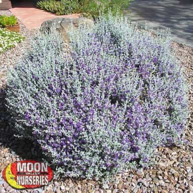 Blue Texas Ranger | Shrubs | Moon Valley Nurseries