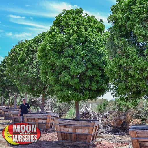 Brazilian Pepper | Evergreen Trees | Moon Valley Nurseries