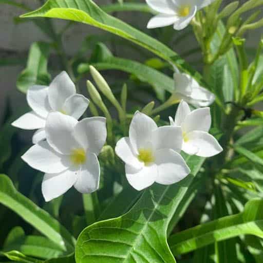 Bridal Bouquet | Flowering Trees | Moon Valley Nurseries