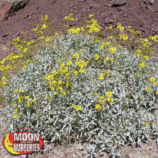 Brittle Bush | Shrubs | Moon Valley Nurseries