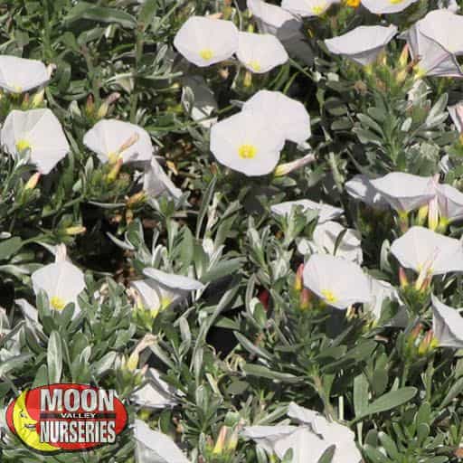 Silver Bush Morning Glory | Ground Covers | Moon Valley Nurseries
