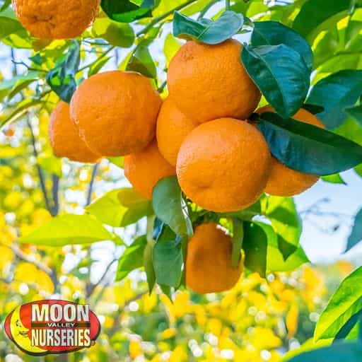 Cara Cara Orange Tree | Citrus and Fruit | Moon Valley Nurseries