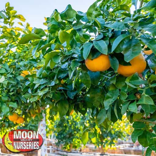 Cara Cara Orange Tree | Citrus and Fruit | Moon Valley Nurseries