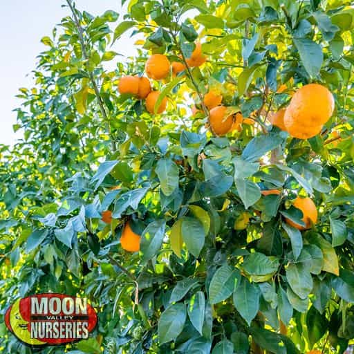 Cara Cara Orange Tree | Citrus and Fruit | Moon Valley Nurseries