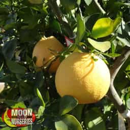 Chandler Red Pummelo | Citrus and Fruit | Moon Valley Nurseries