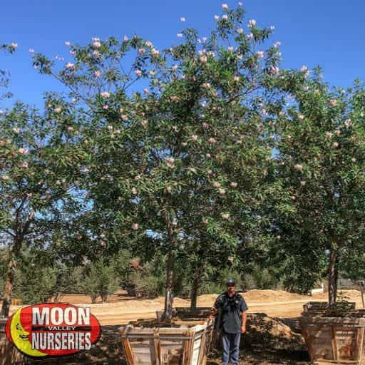 Chitalpa | Flowering Trees | Moon Valley Nurseries