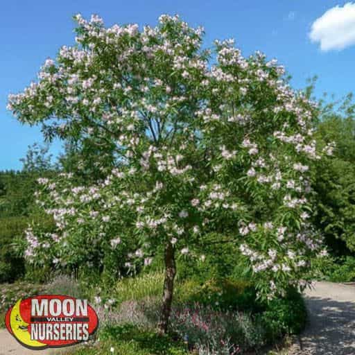 Chitalpa | Flowering Trees | Moon Valley Nurseries