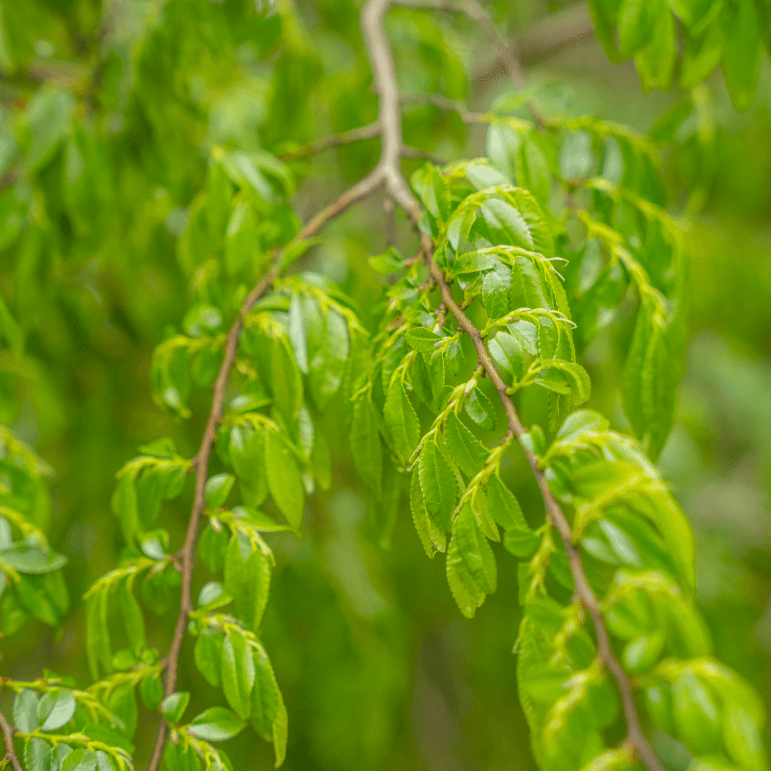 Chinese Elm | Fast growers | Moon Valley Nurseries
