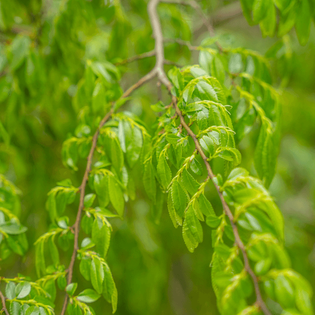 Chinese Elm | Fast growers | Moon Valley Nurseries