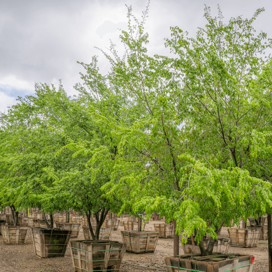 Chinese Elm | Fast growers | Moon Valley Nurseries