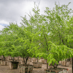 Chinese Elm | Fast growers | Moon Valley Nurseries