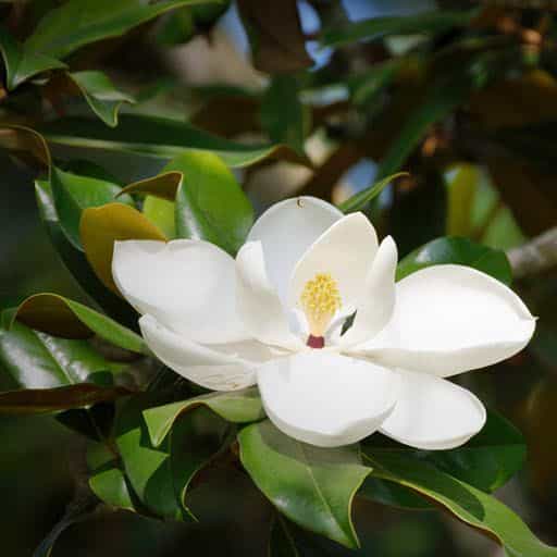 Claudia Wannamaker Magnolia | Evergreen Trees | Moon Valley Nurseries