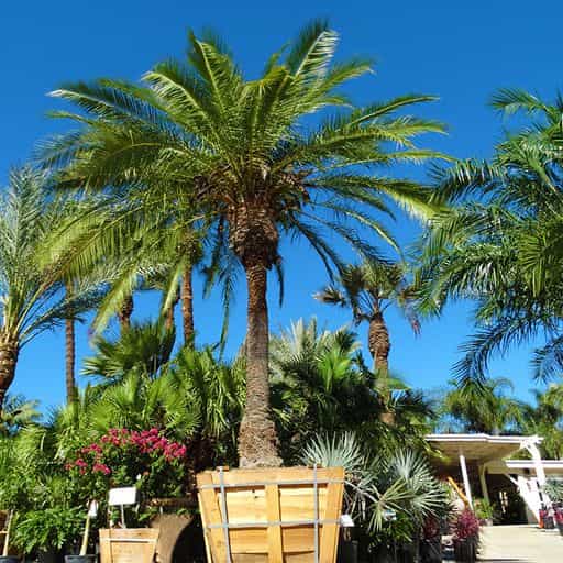 Cliff Date Palm | Palm Trees | Moon Valley Nurseries