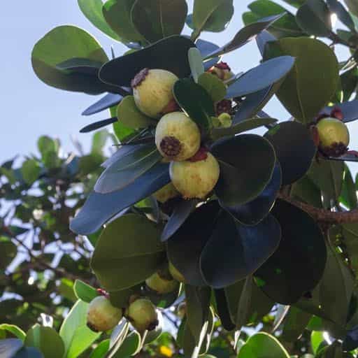 Clusia | Evergreen Trees | Moon Valley Nurseries