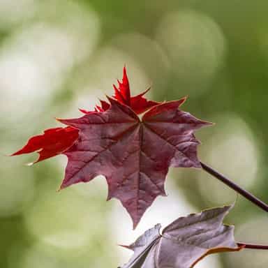 Crimson King Maple | Shade Trees | Moon Valley Nurseries