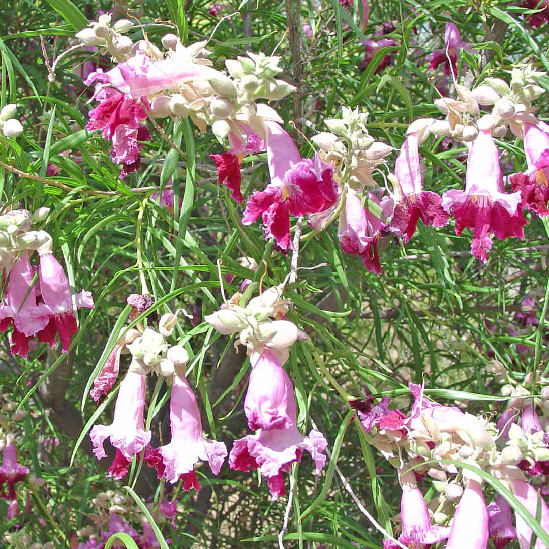 Desert Willow | Flowering Trees | Moon Valley Nurseries