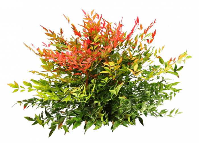 Gulf Stream Heavenly Bamboo | Shrubs | Moon Valley Nurseries