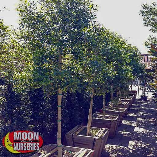 East Palatka Holly | Evergreen Trees | Moon Valley Nurseries