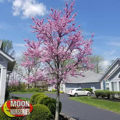 Eastern Redbud | Flowering Trees | Moon Valley Nurseries