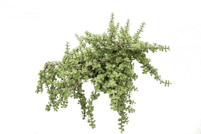 Variegated Elephant Food | Succulents | Moon Valley Nursery