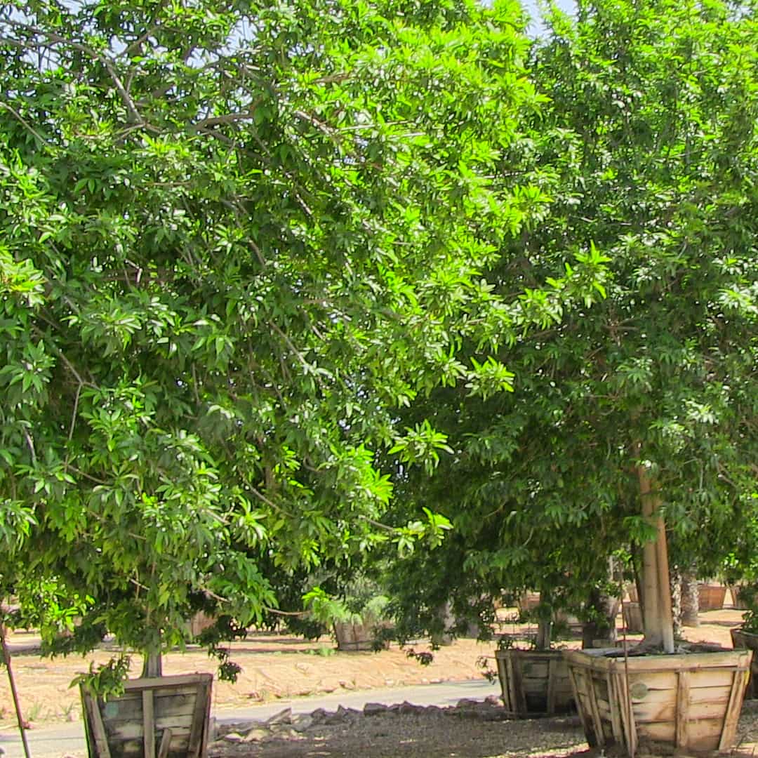 Fan Tex Ash | Fast Growers | Moon Valley Nurseries