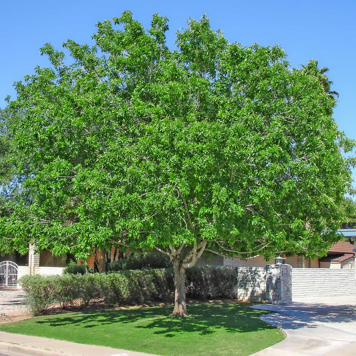 Fan Tex Ash | Fast Growers | Moon Valley Nurseries