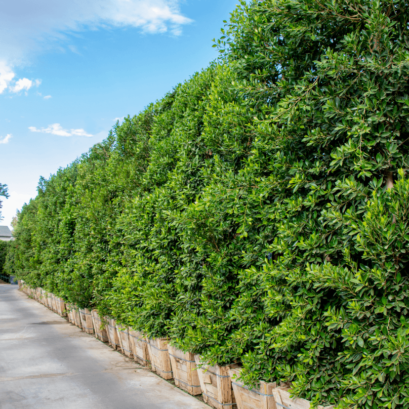 Ficus | Ficus nitida | Evergreen Trees | Moon Valley Nursery