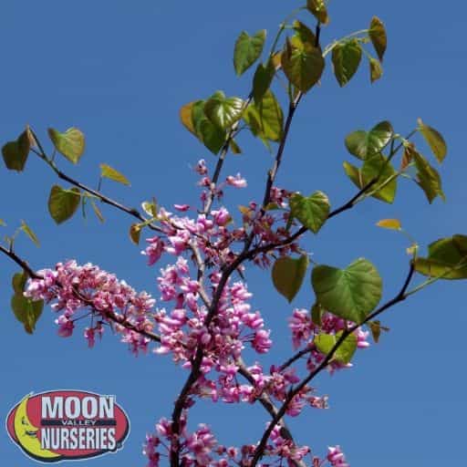 Forest Pansy Redbud Tree | Flowering Trees | Moon Valley Nurseries