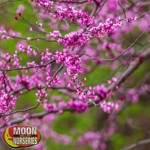 Forest Pansy Redbud Tree | Flowering Trees | Moon Valley Nurseries