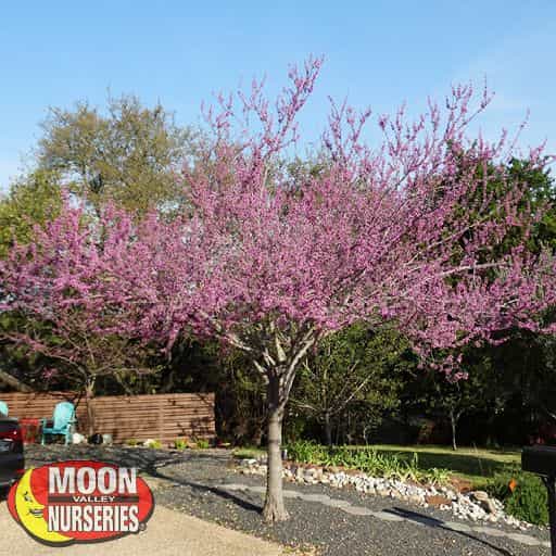 Forest Pansy Redbud Tree | Flowering Trees | Moon Valley Nurseries