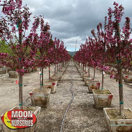 Forest Pansy Redbud Tree | Flowering Trees | Moon Valley Nurseries