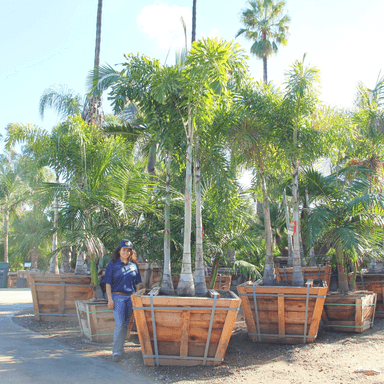 Foxtail Palm | Palm Trees | Moon Valley Nurseries
