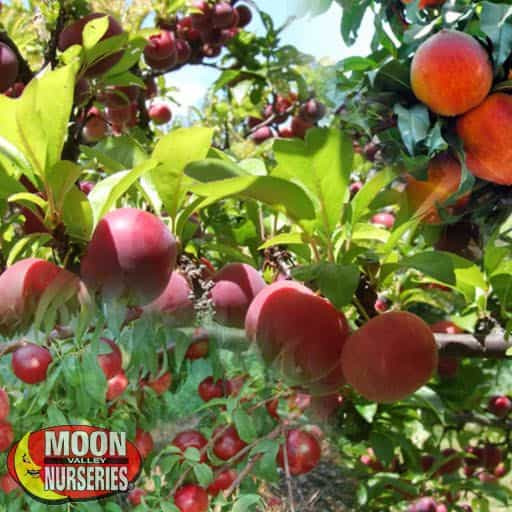 Fruit Salad Tree | Citrus and Fruit | Moon Valley Nursery