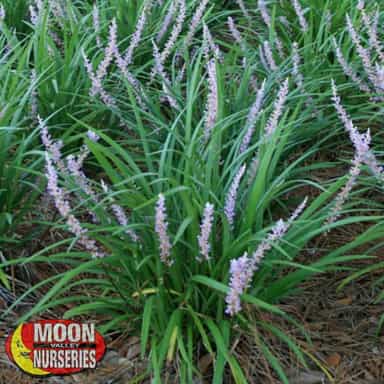 Giant Lily Turf | Shrubs | Moon Valley Nurseries