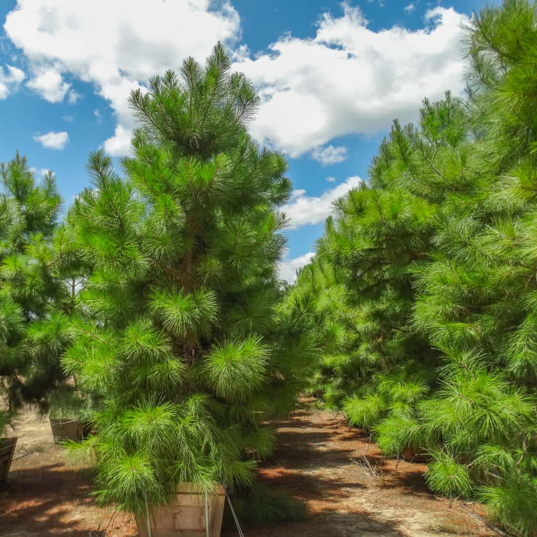 Loblolly Pine | Fast Growers | Moon Valley Nurseries