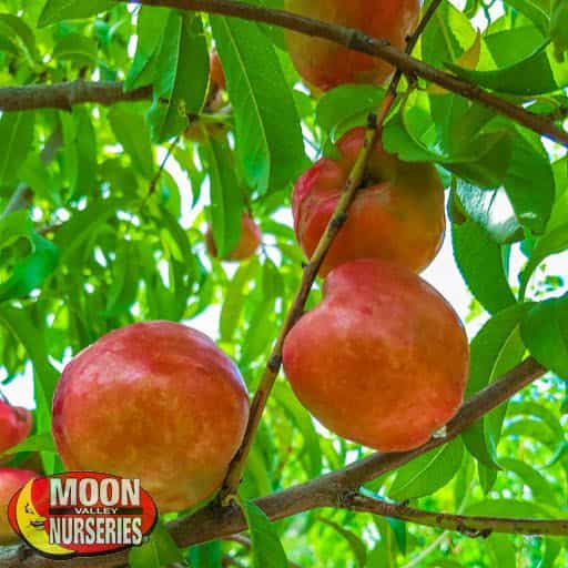 Goldmine Nectarine | Citrus and Fruit | Moon Valley Nurseries