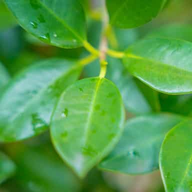 Green Gem Ficus | Evergreen Trees | Moon Valley Nurseries