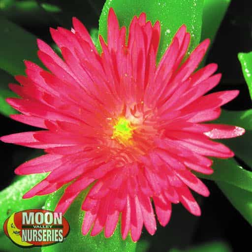 Hearts and Flowers | Ground Covers | Moon Valley Nurseries