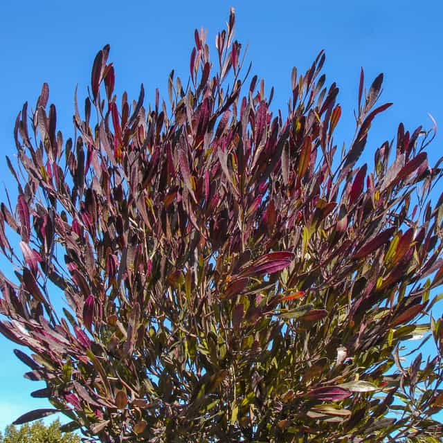 Purple Hopseed | Hedges | Moon Valley Nurseries