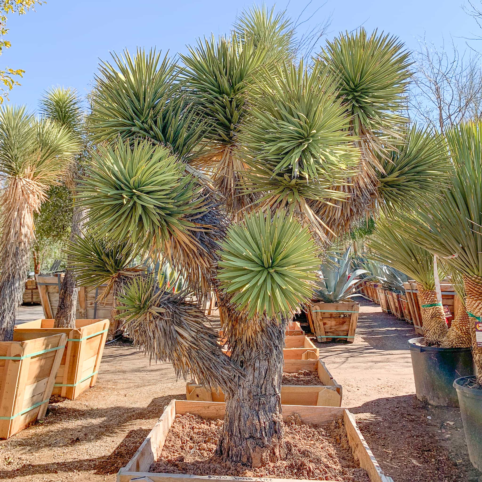 Joshua Tree | Desert Trees | Moon Valley Nurseries
