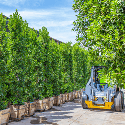 Ficus | Ficus nitida | Evergreen Trees | Moon Valley Nursery