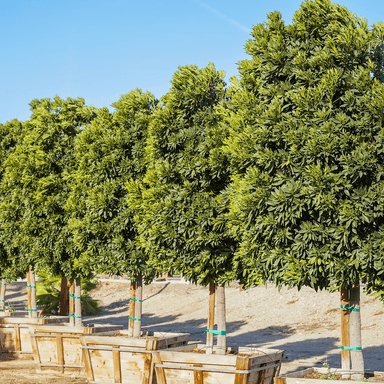 Japanese Blueberry | Hedge Trees | Moon Valley Nurseries