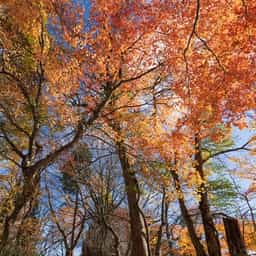 Akita Japanese Maple | Deciduous Trees | Moon Valley Nurseries