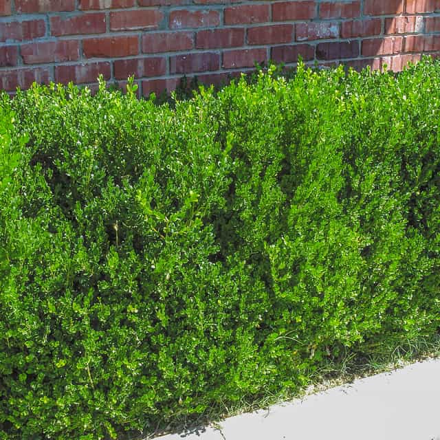 Japanese Boxwood | Hedges | Moon Valley Nurseries