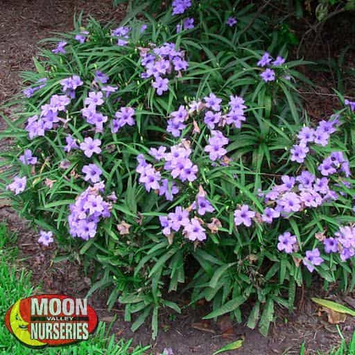 Katie Ruellia | Shrubs | Moon Valley Nurseries