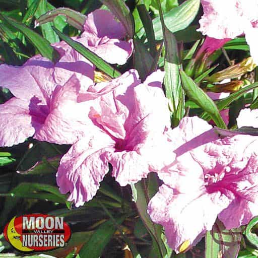 Katie Ruellia | Shrubs | Moon Valley Nurseries