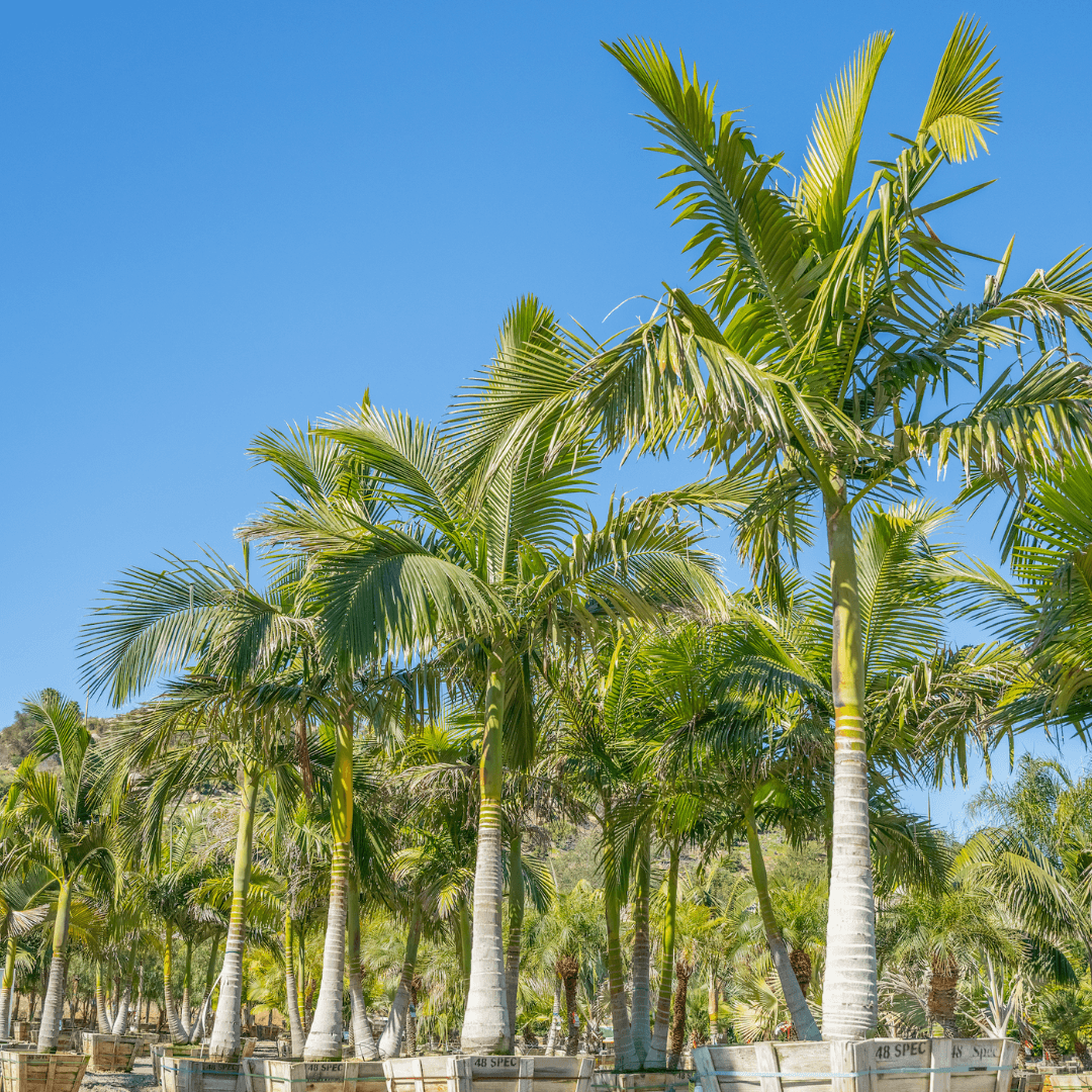 Palm Trees for Sale | Moon Valley Nurseries