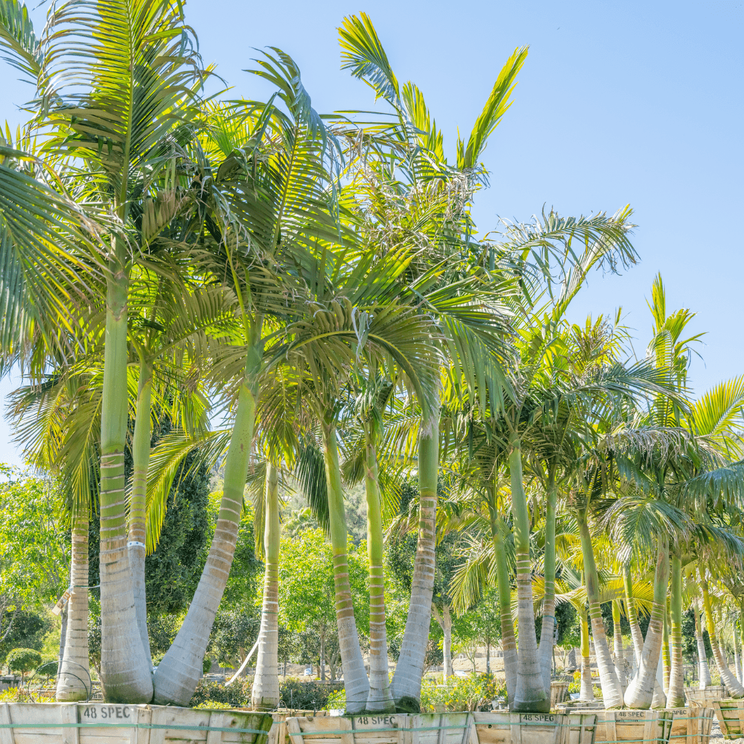 Shop King Palm Tree At Moon Valley Nurseries