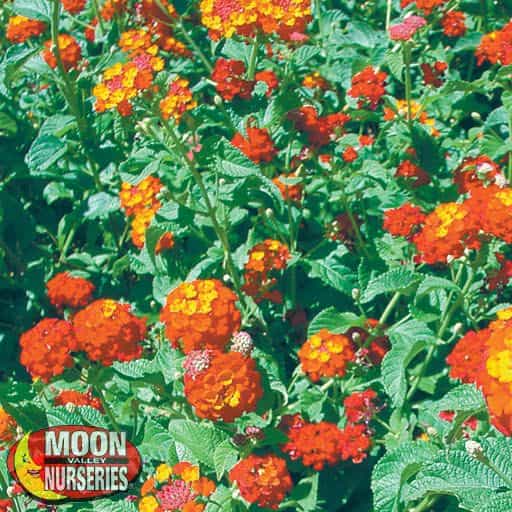 Lantana Radiation | Shrubs | Moon Valley Nurseries