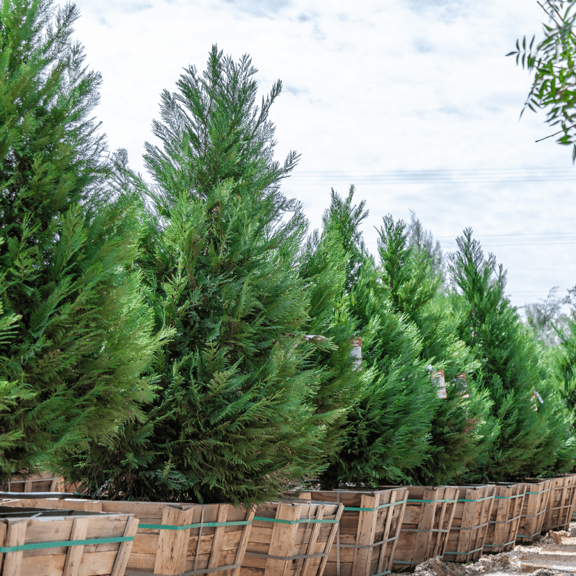 Hedge Materials for Sale | Moon Valley Nurseries